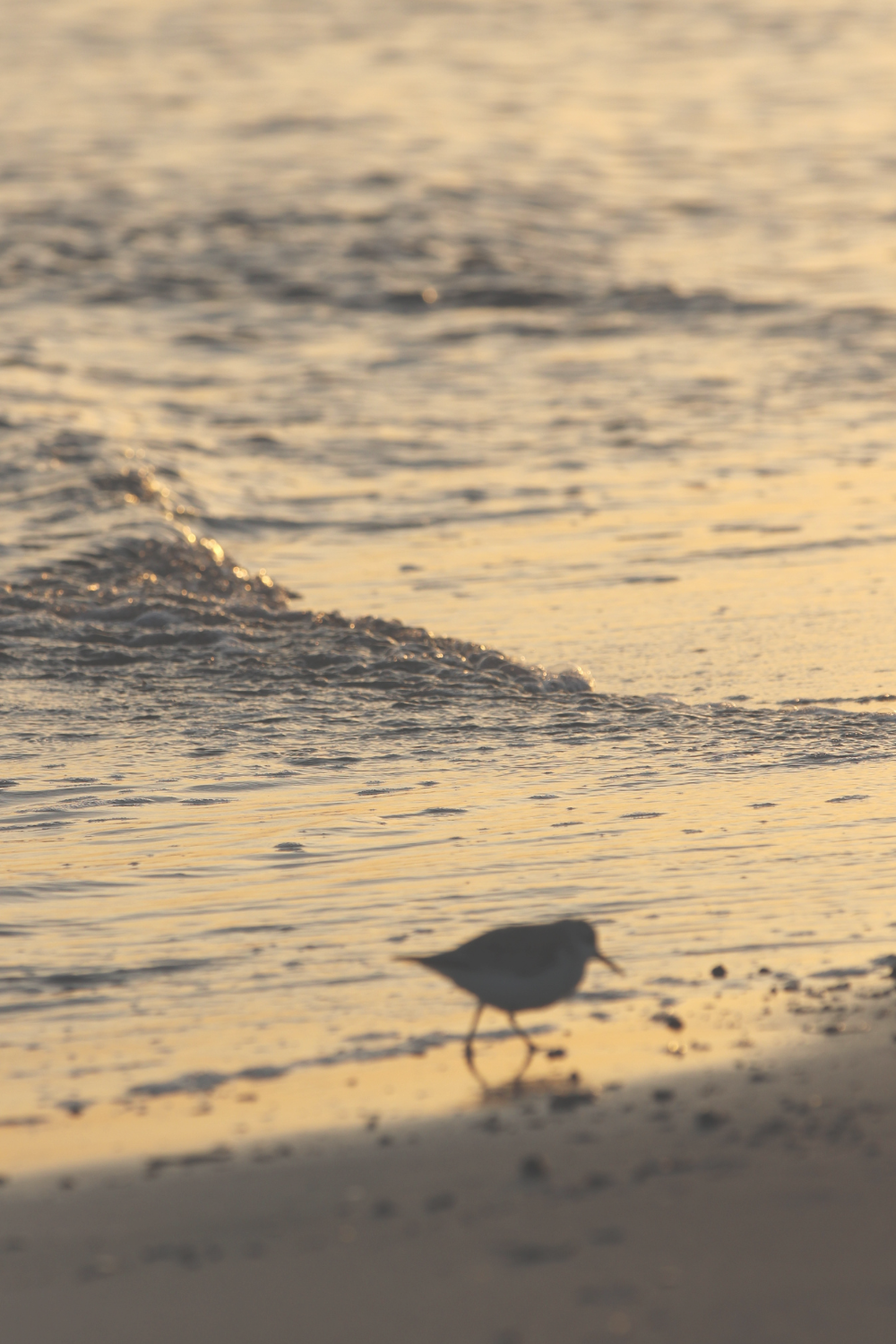 The Fear of Joy: Understanding Foreboding Joy and How to Embrace It ...